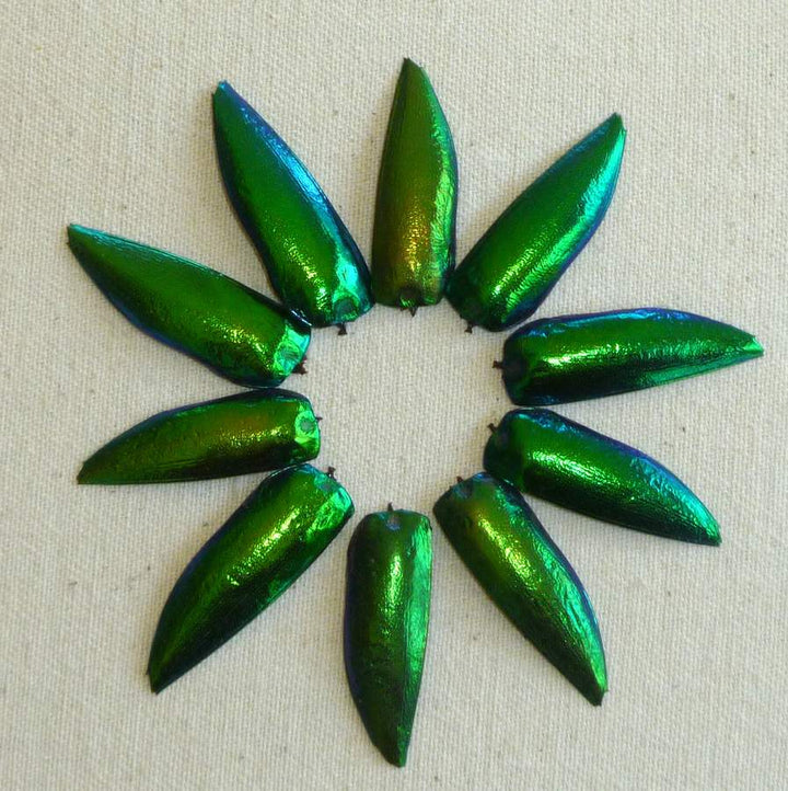 Beetle Wings for Embroidery – Vintage Passementerie
